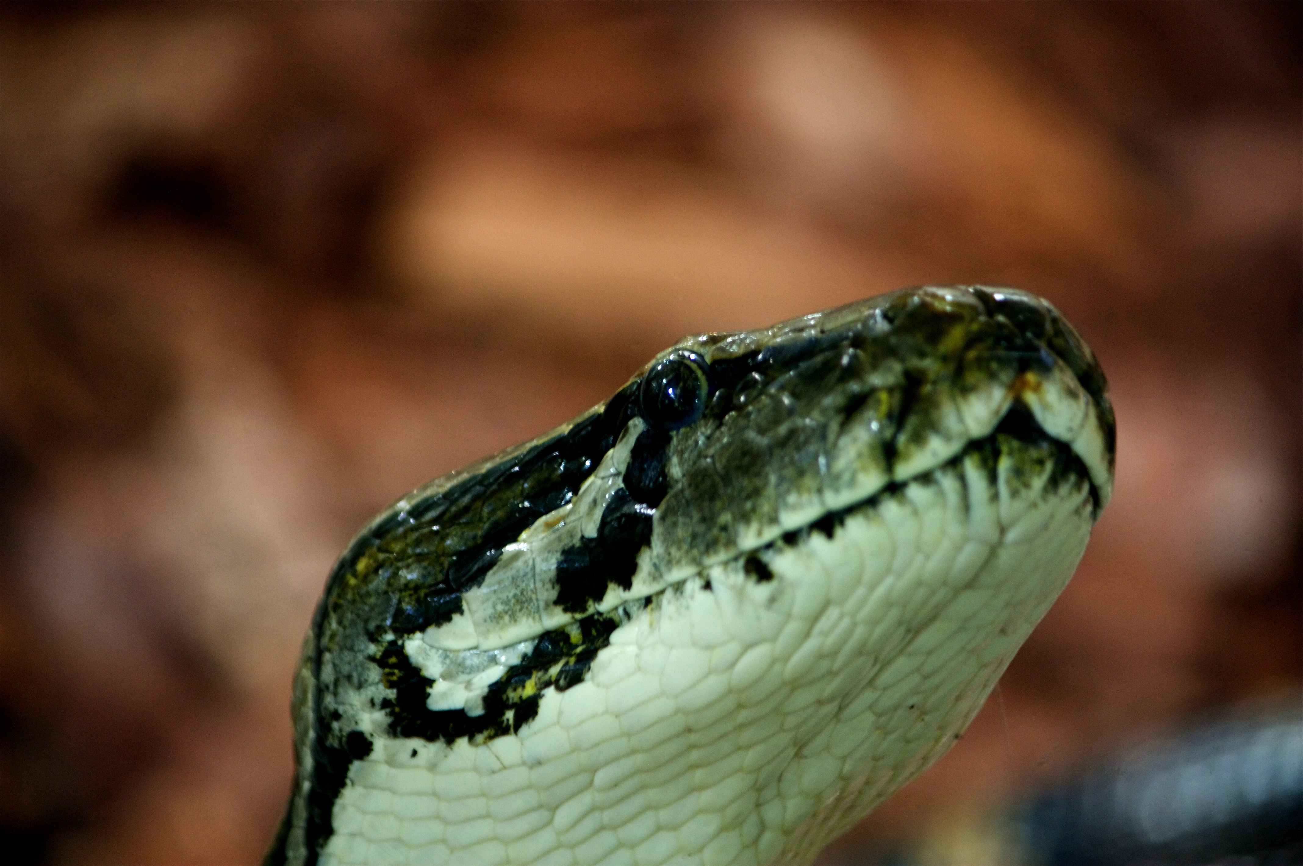 'A much-loved resident': Jersey Zoo's Burmese python dies aged 25 | ITV ...