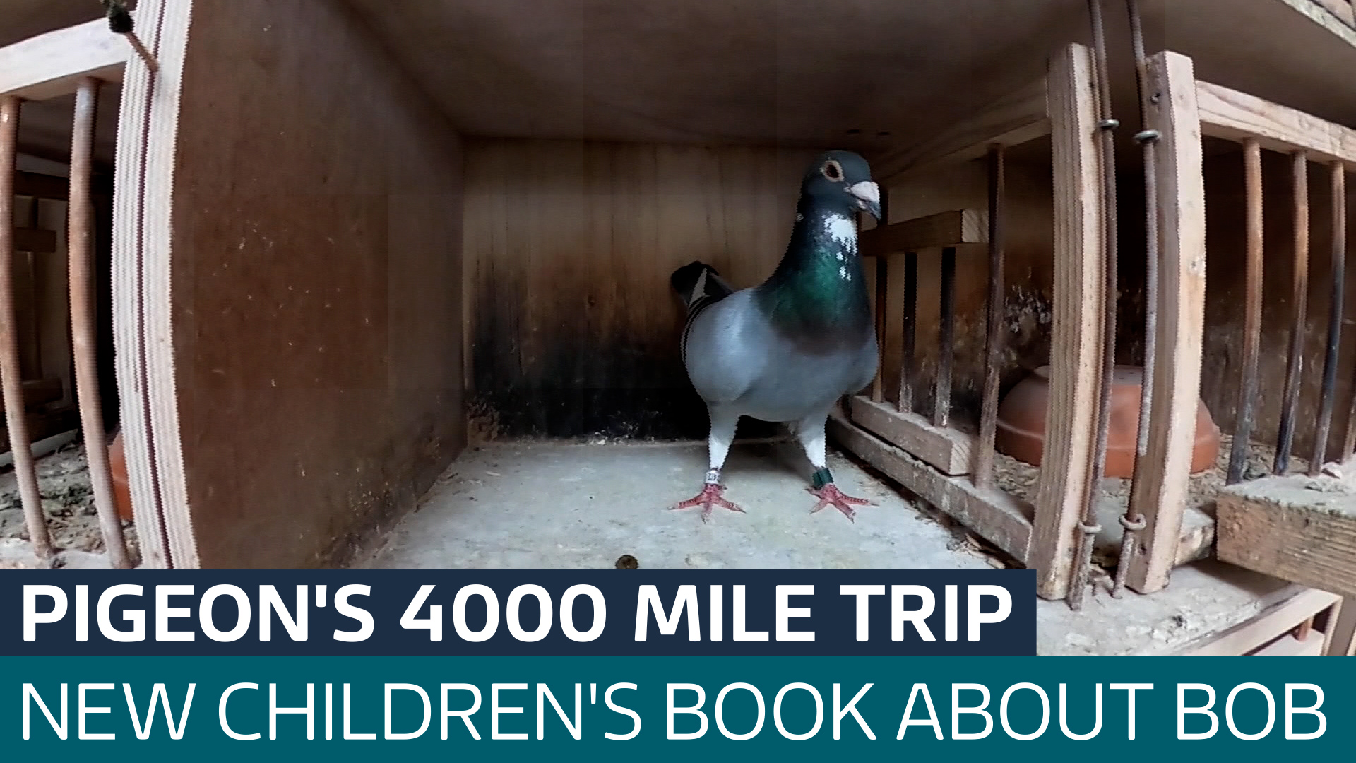 True story of the homing pigeon who flew to Alabama instead of ...