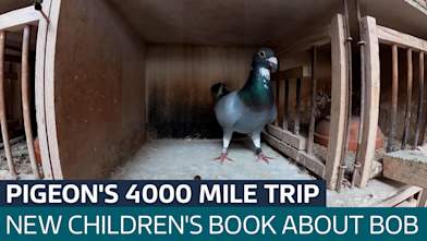 True story of the homing pigeon who flew to Alabama instead of ...