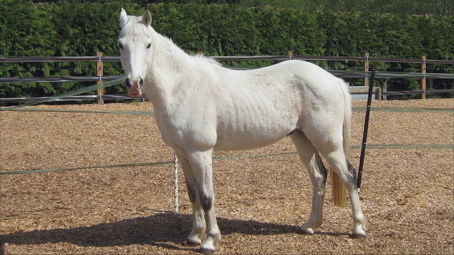 Redwings animal charity's petition forces Parliamentary debate on ...