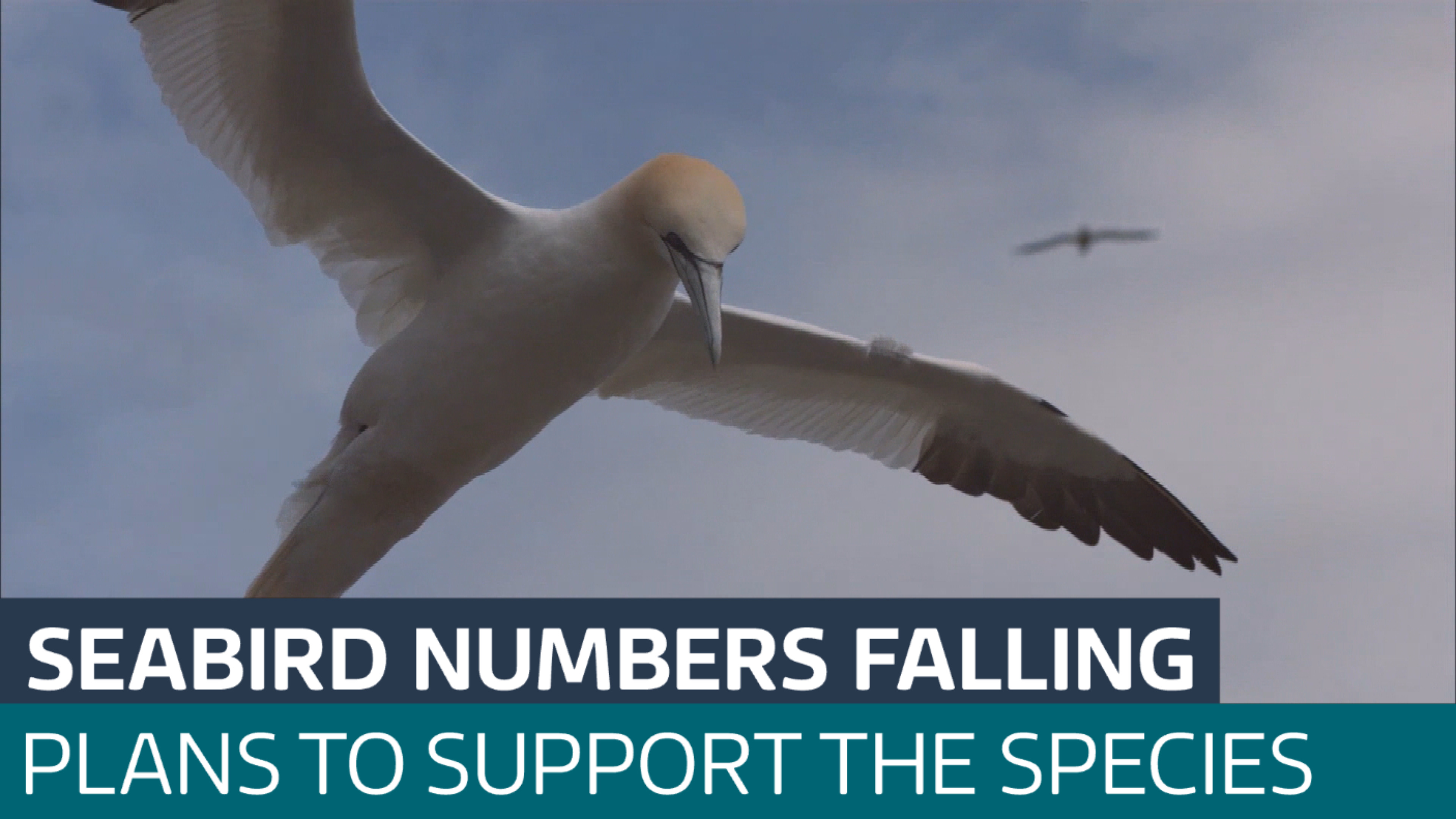 Seabirds numbers across the country continue to fall as Welsh ...