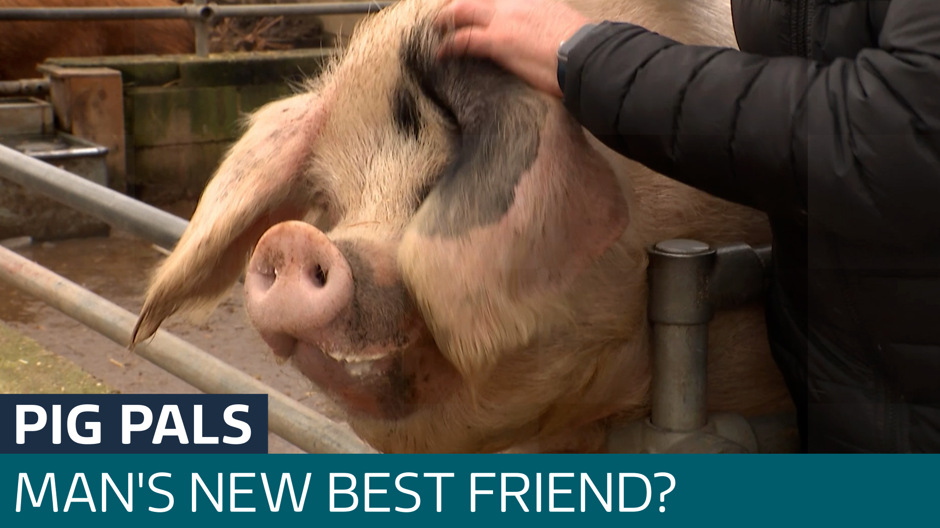 Move over Rover... Could pigs replace pups as man's best friend ...