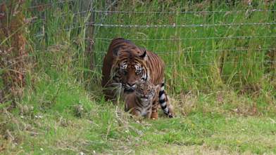 A roaring success: Critically endangered tiger cubs born at ...