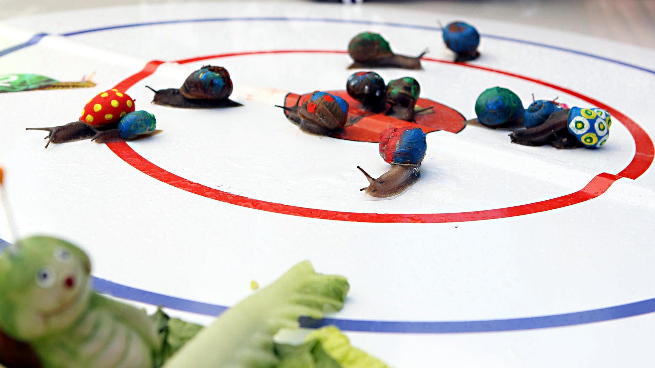 Competitors get ready for World Snail Racing Championships in Norfolk | ITV News Anglia
