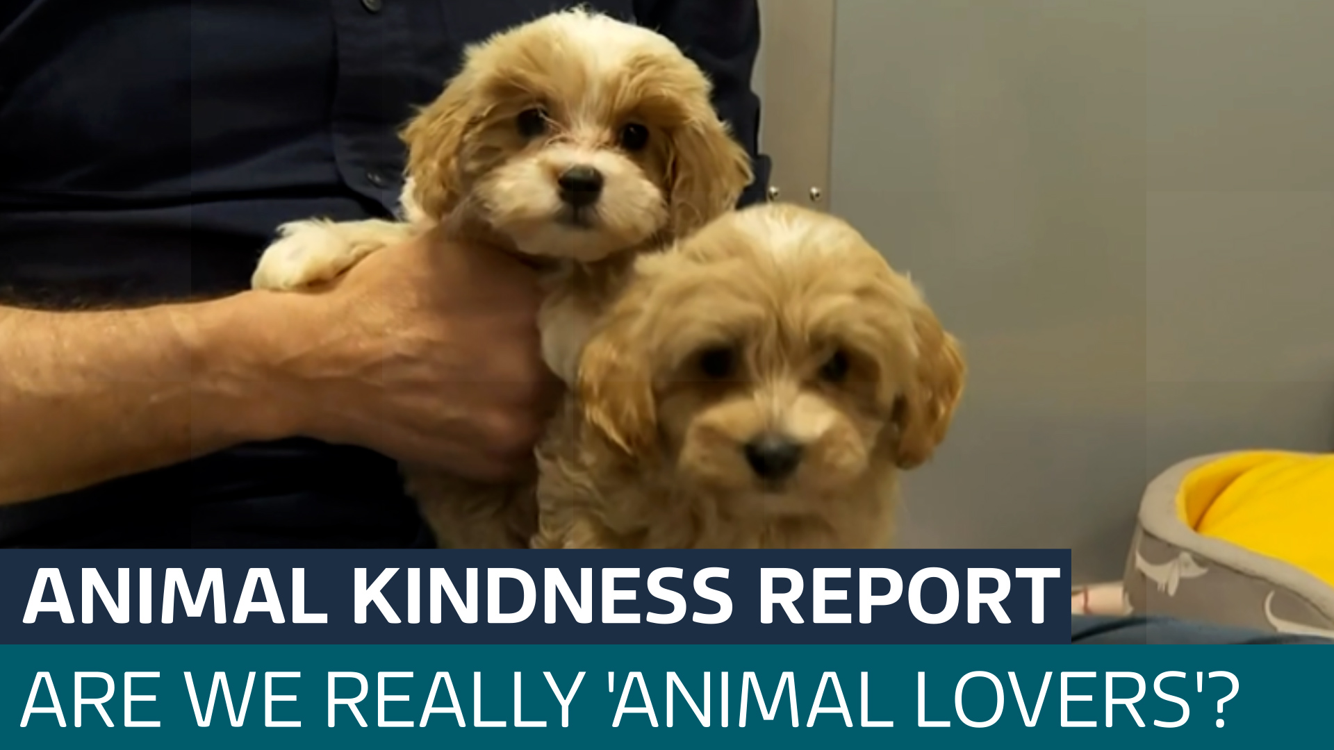 RSPCA report finds animal suffering has become 'normalised' - Latest ...