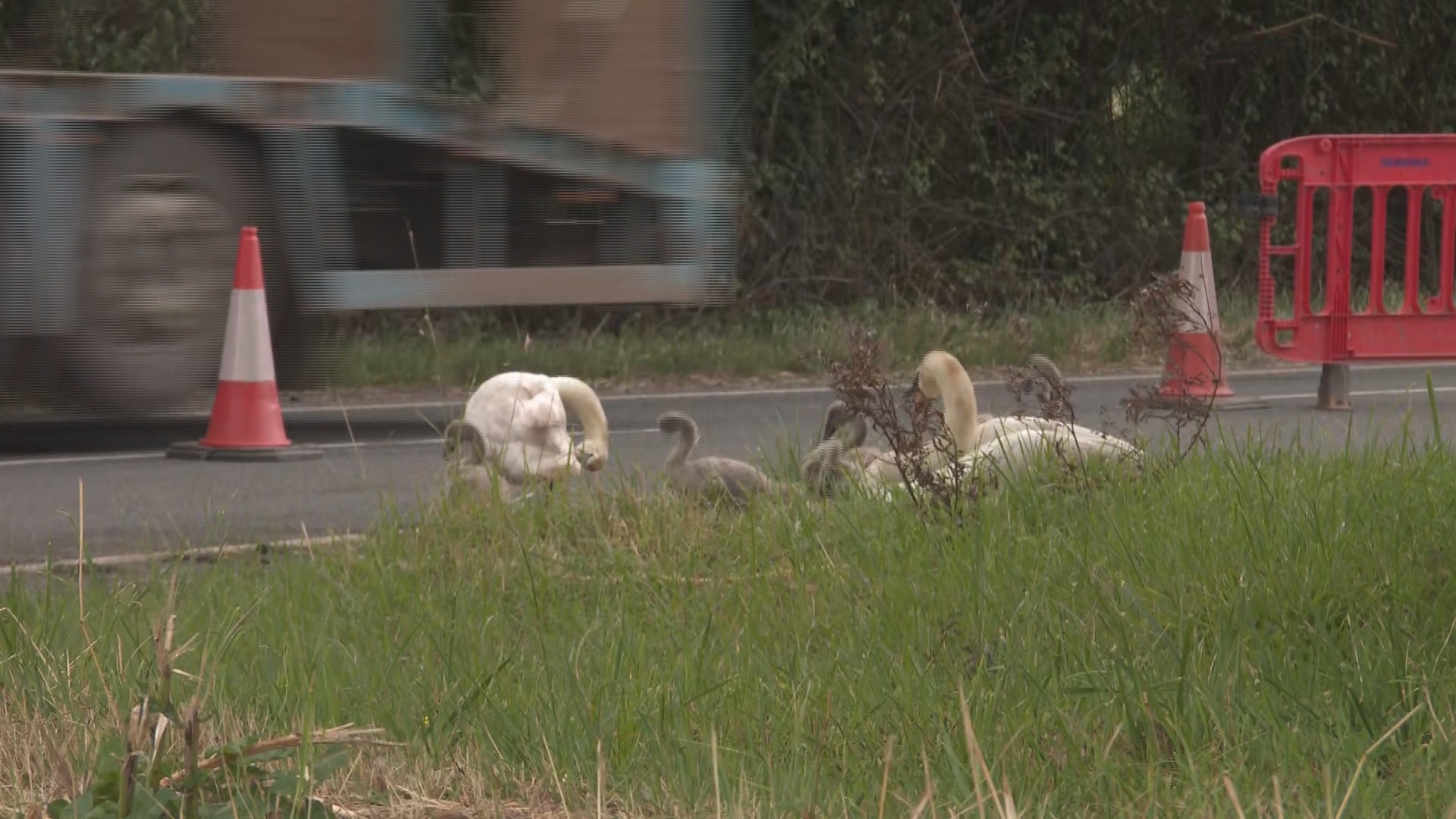 Swan family living at roadside in Somerset given 'police protection ...