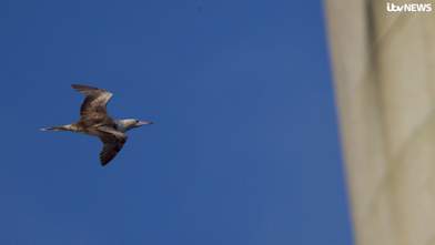 A record-breaking 500 bird species spotted in Isles of Scilly - Latest ...