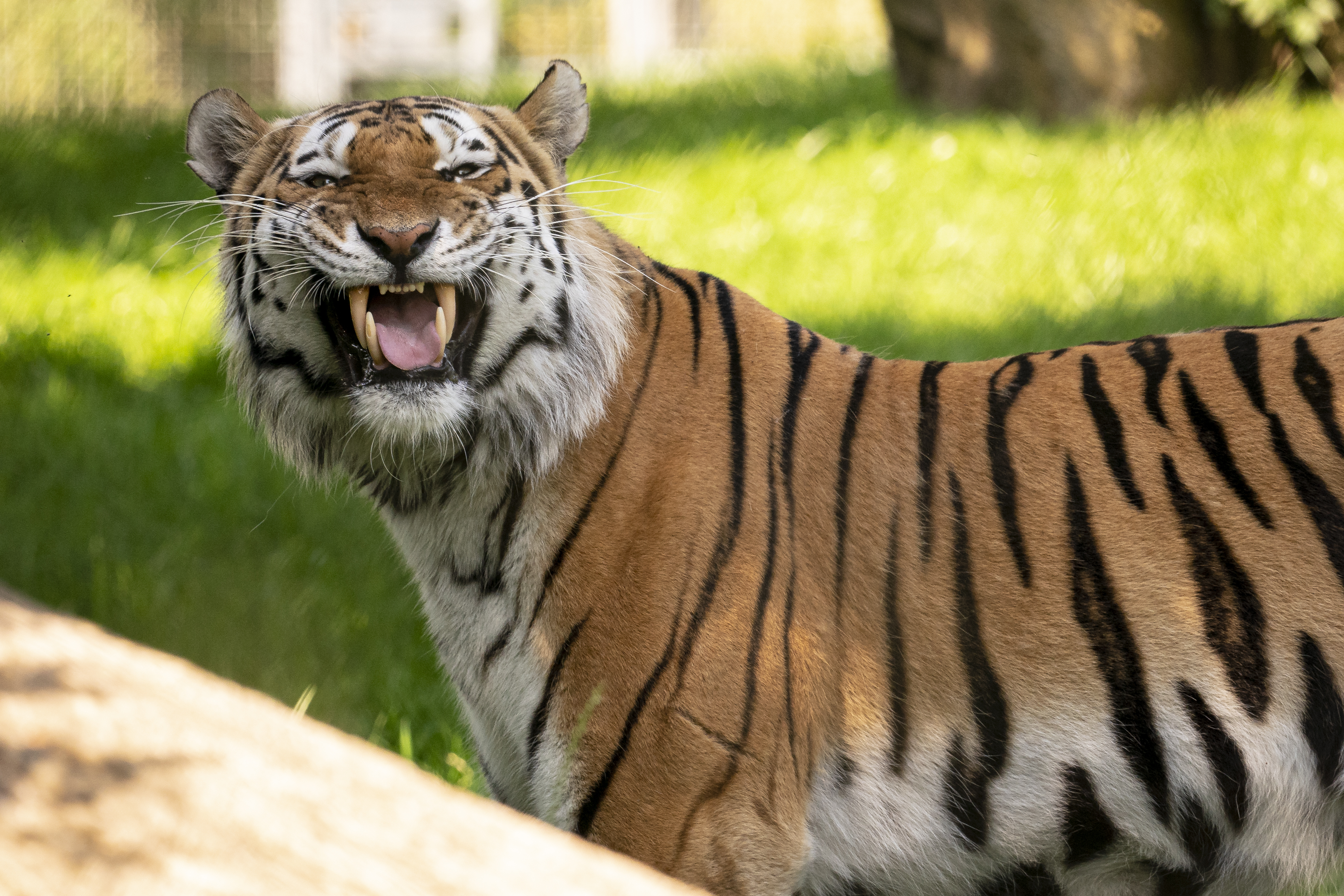 tiger making funny face