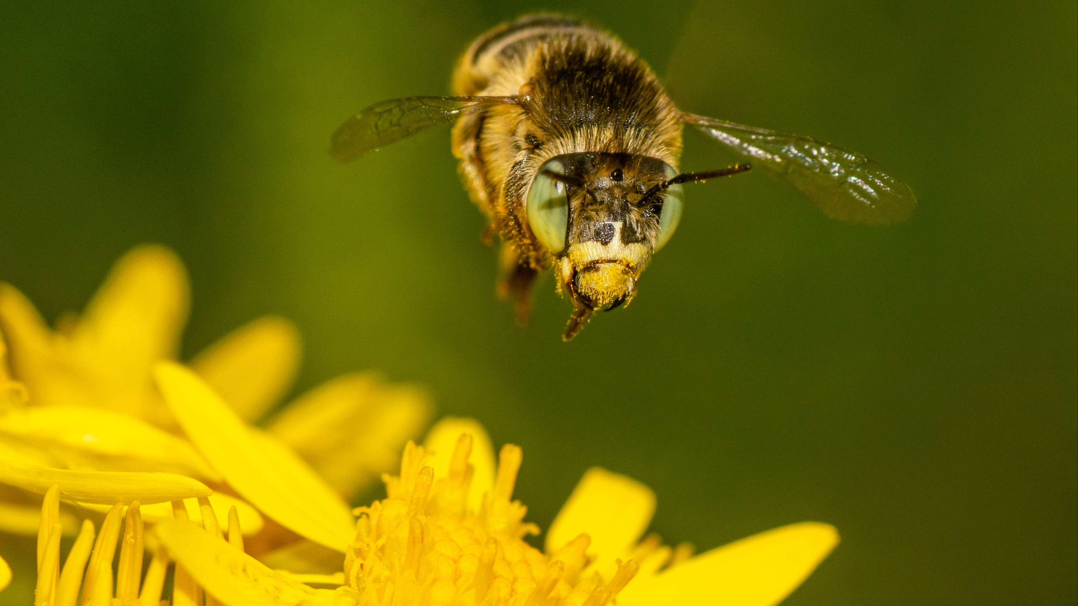 Bee captured mid-flight by 'determined' young Cambridge photographer ...