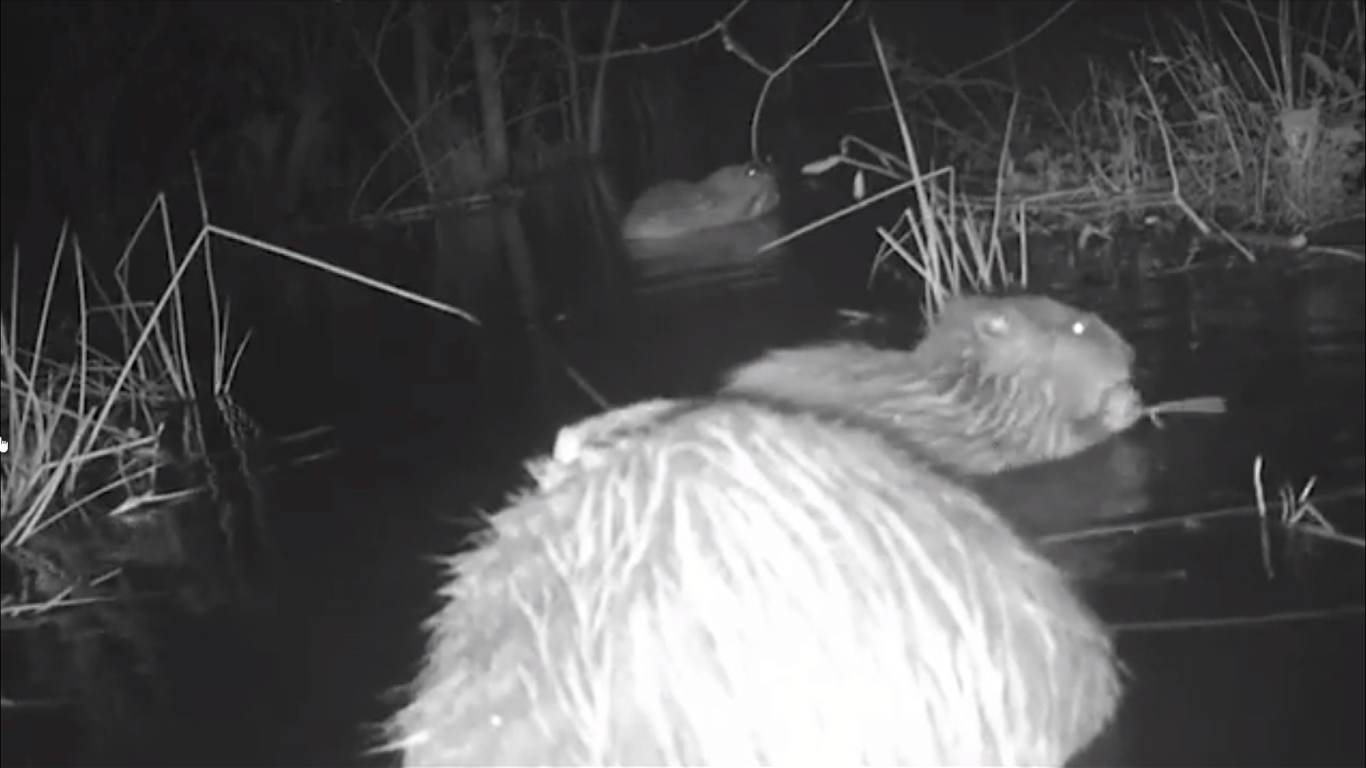 Second baby beaver kit discovered at Hatchmere Nature Reserve in ...