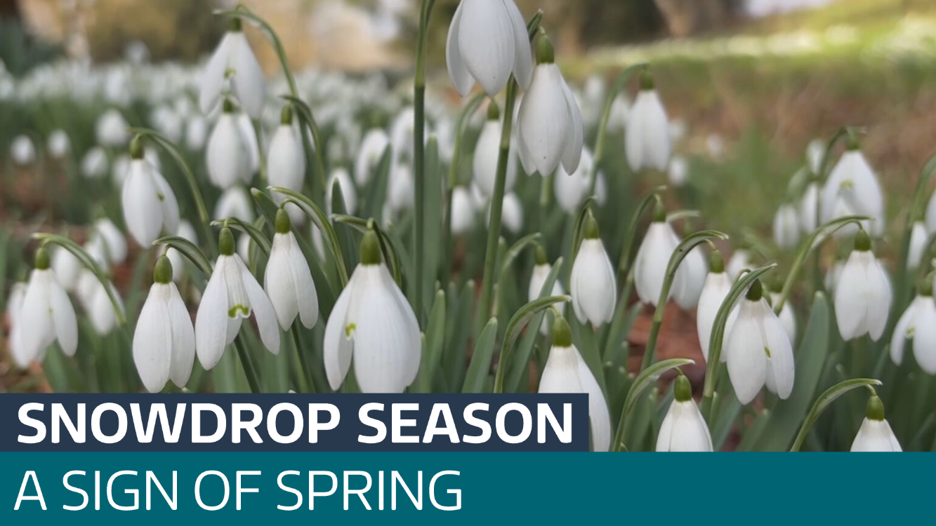Frosty sunshine heralds start of snowdrop season... and hints at spring ...