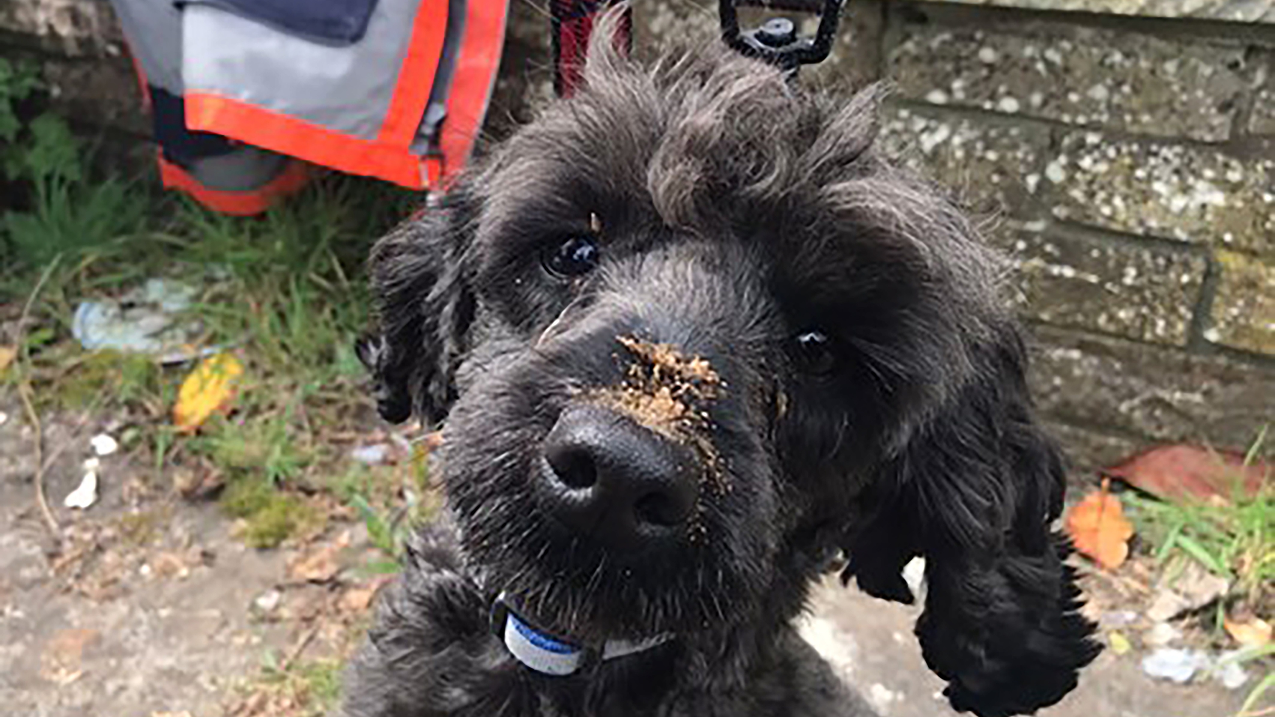 Trapped poodle rescued from under home after firefighters remove patio ...
