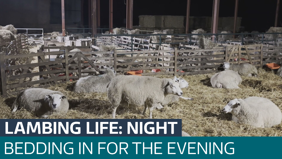 Night shift on the farm where lambing season is underway - Latest From ...
