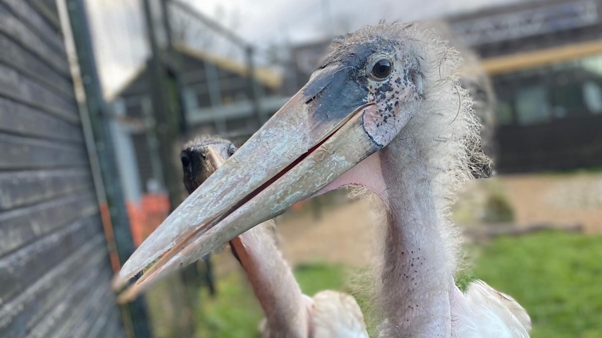‘Undertaker bird’ arrives at Whipsnade Zoo | ITV News Anglia