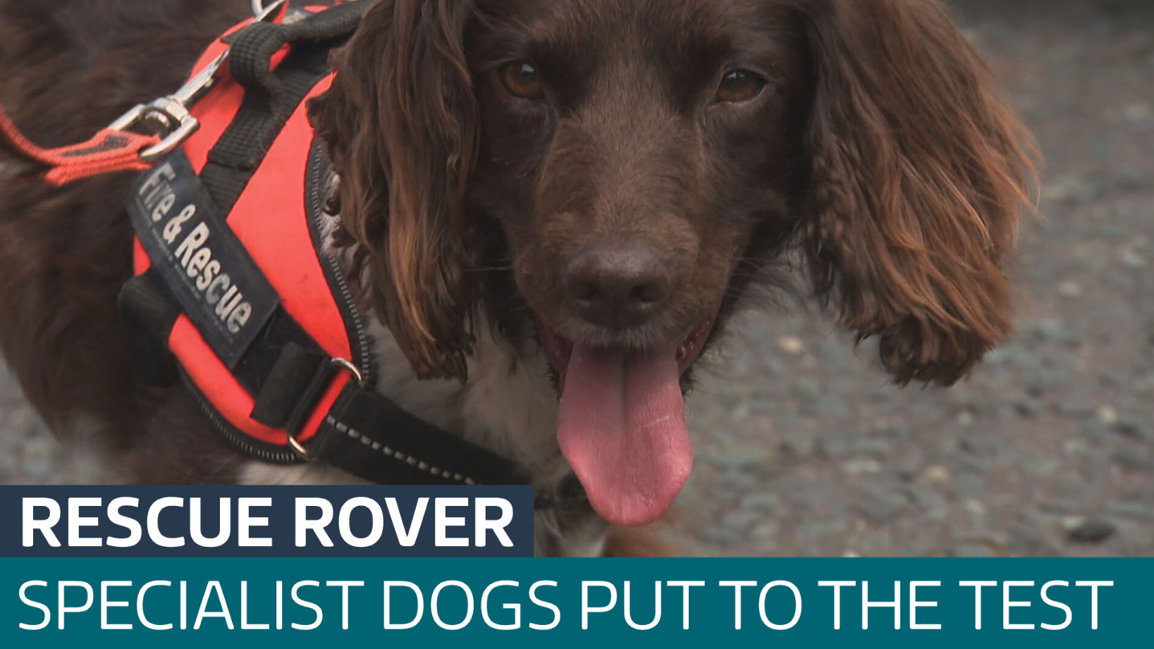 Meet the search and rescue dogs playing a daily game of life and death ...