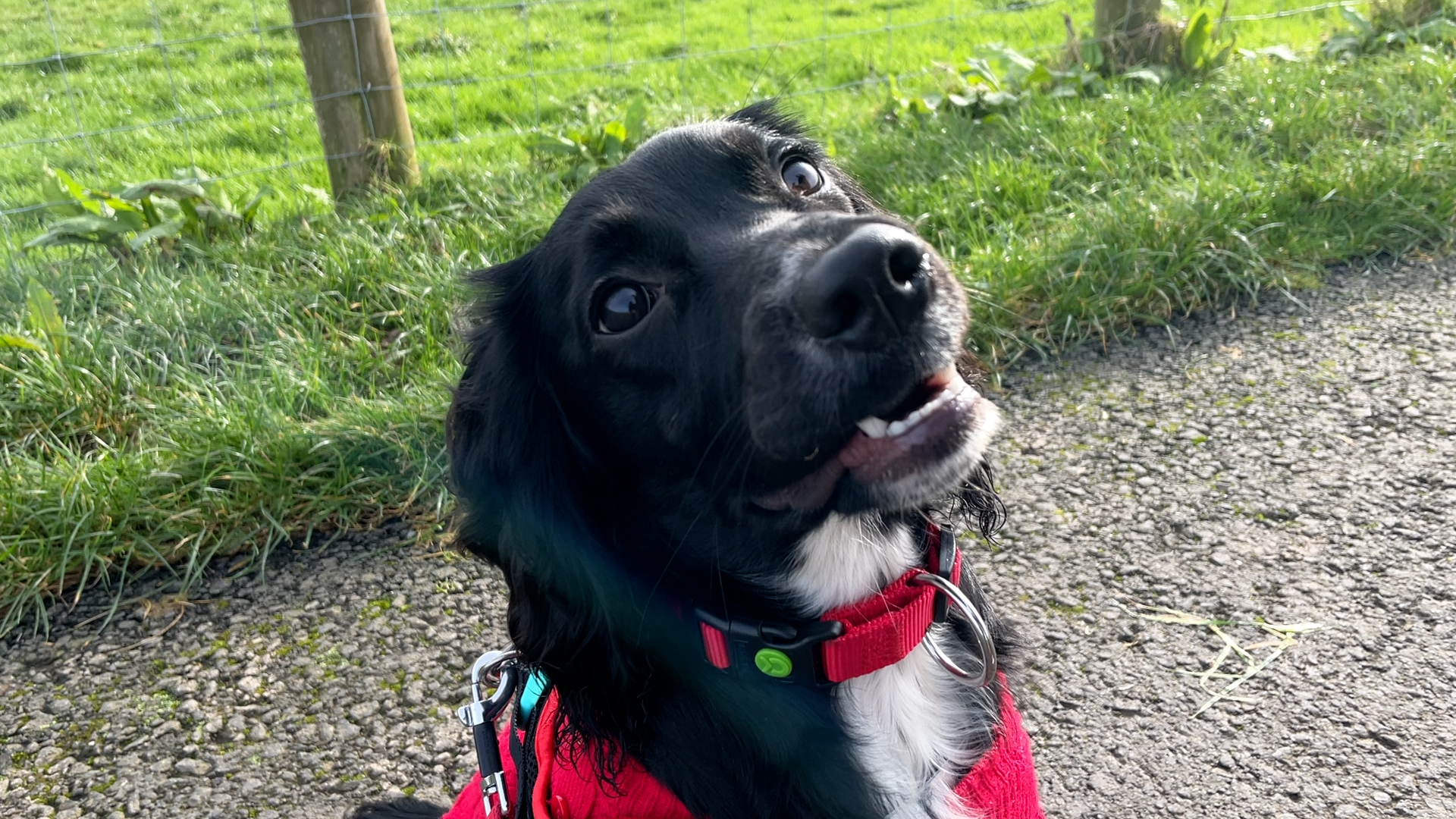 Six-legged dog from Pembrokeshire on the mend after her additional ...