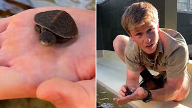 Steve Irwin's son posts emotional video hatching rare turtle named ...