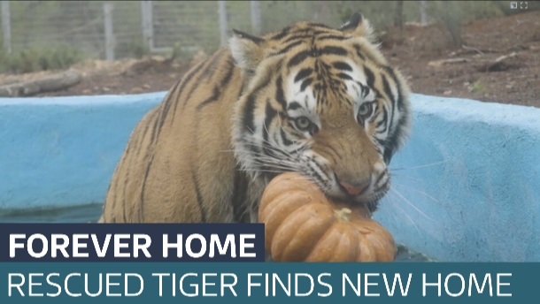 Rescued tiger to be given 'forever home' at North Somerset zoo - Latest ...