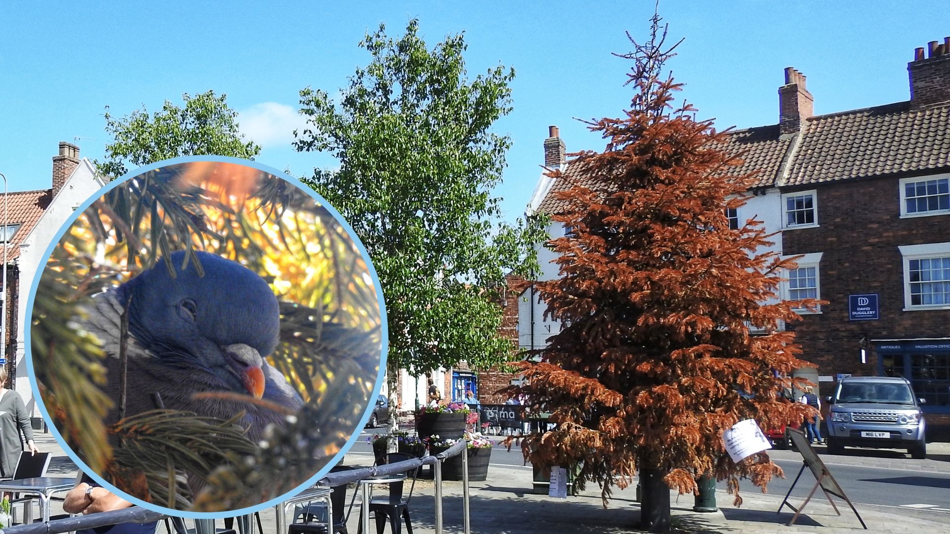 Beverley's Christmas tree still in place six months on due to nesting ...
