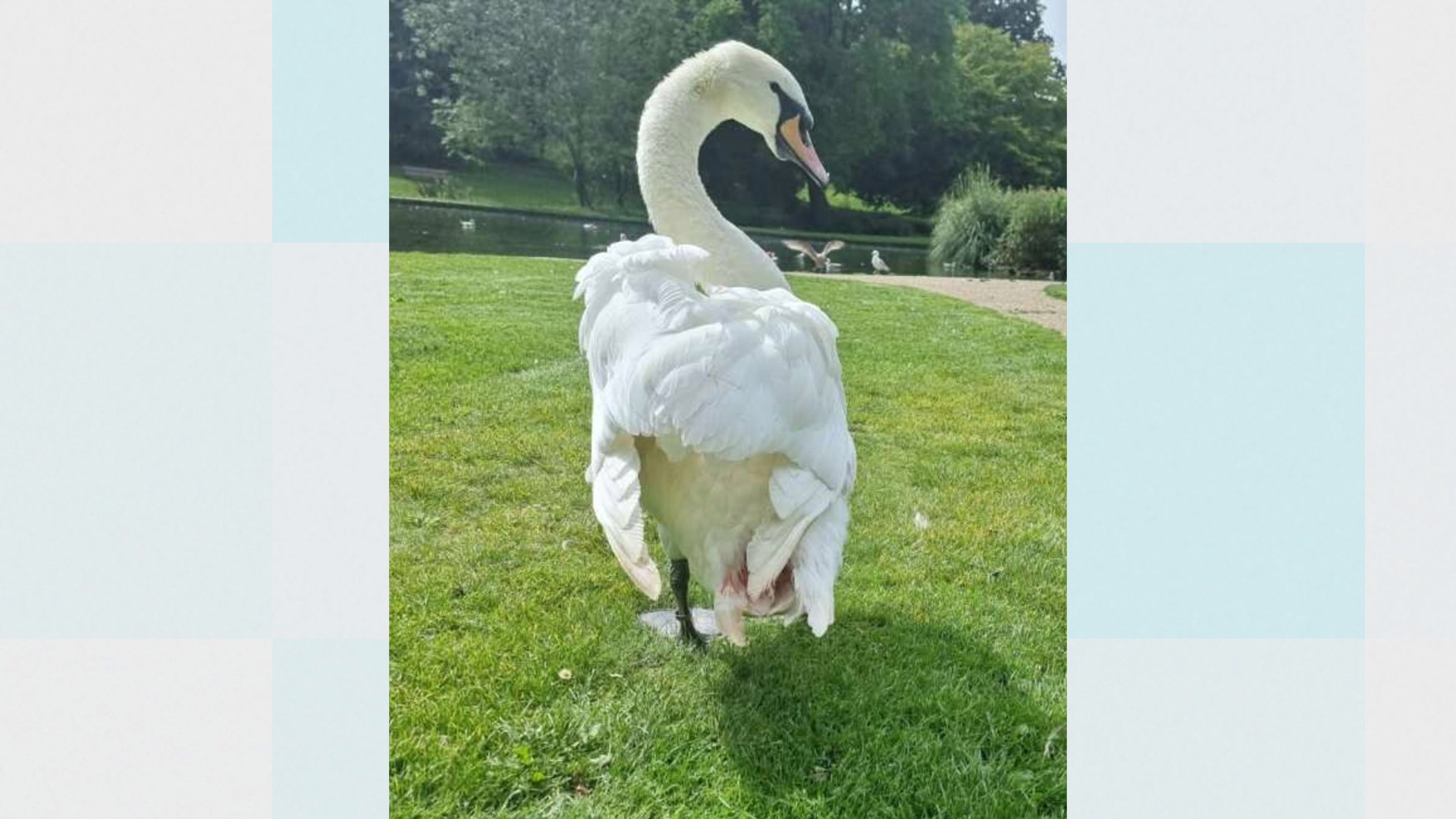 RSPCA issue warning after swan is fatally injured in fifth park dog ...