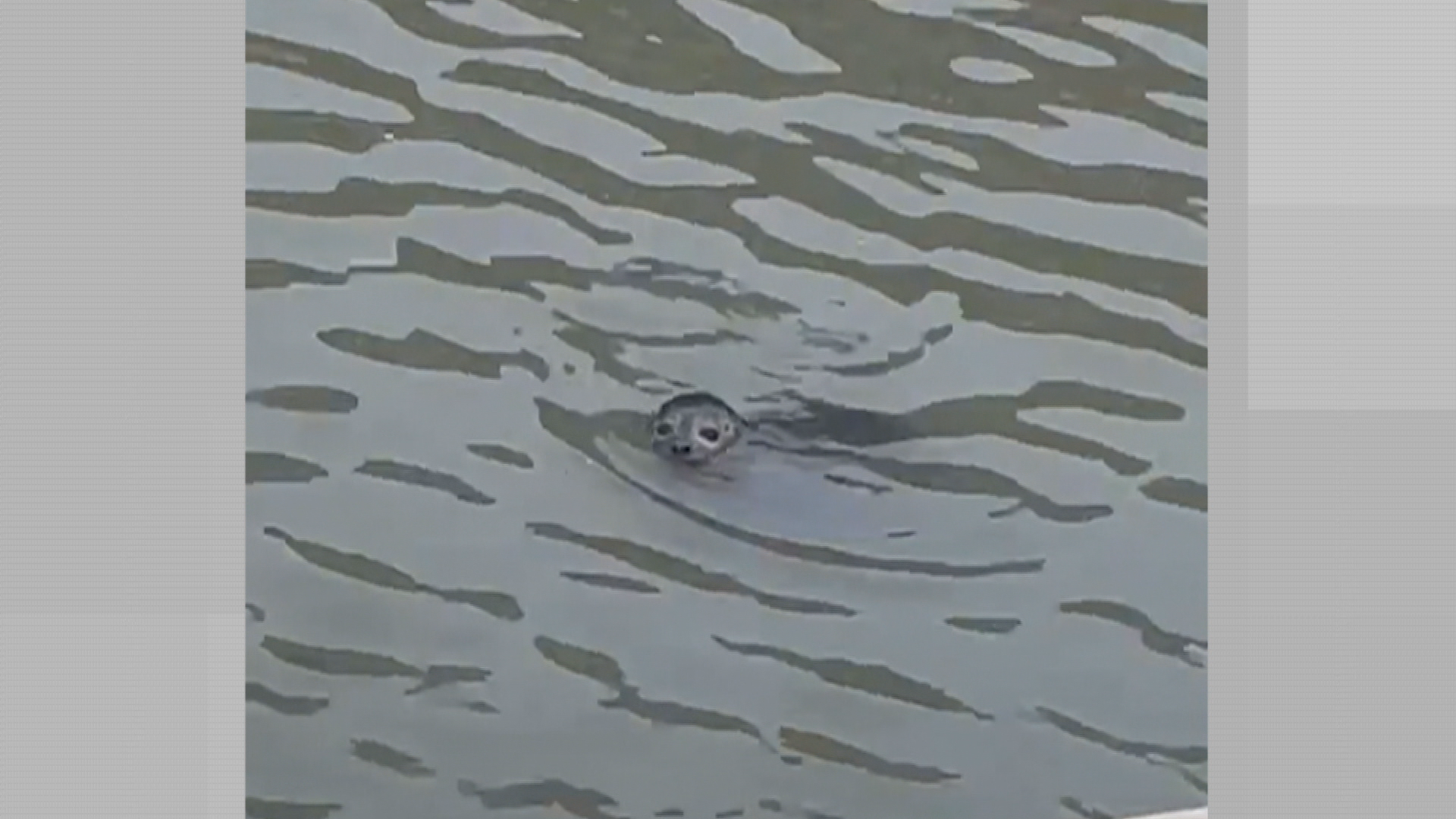 Anglers call for RSPCA to stop seal releases in River Nene because they ...