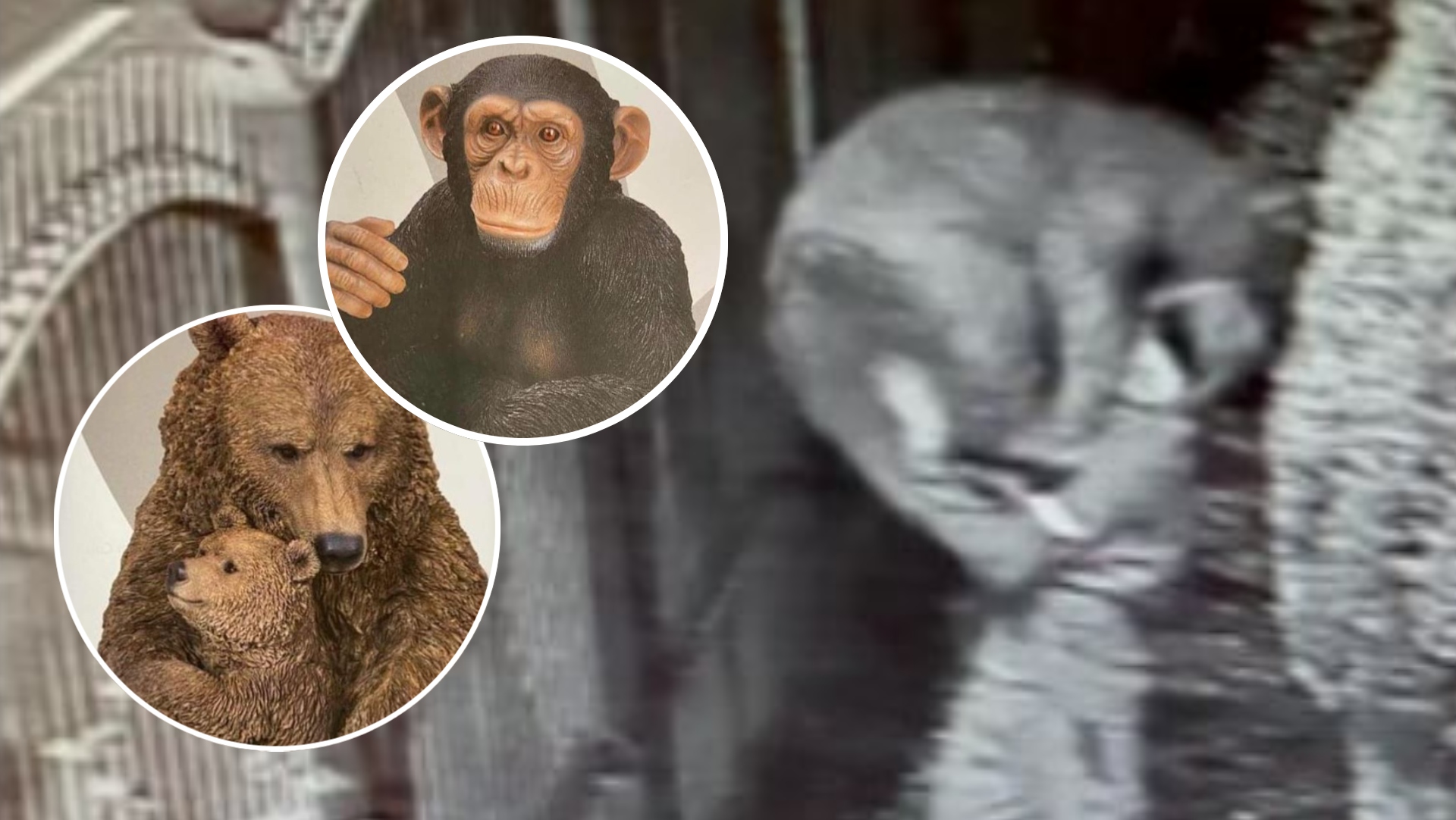 CCTV captures thieves stealing bear and chimp replicas from garden ...
