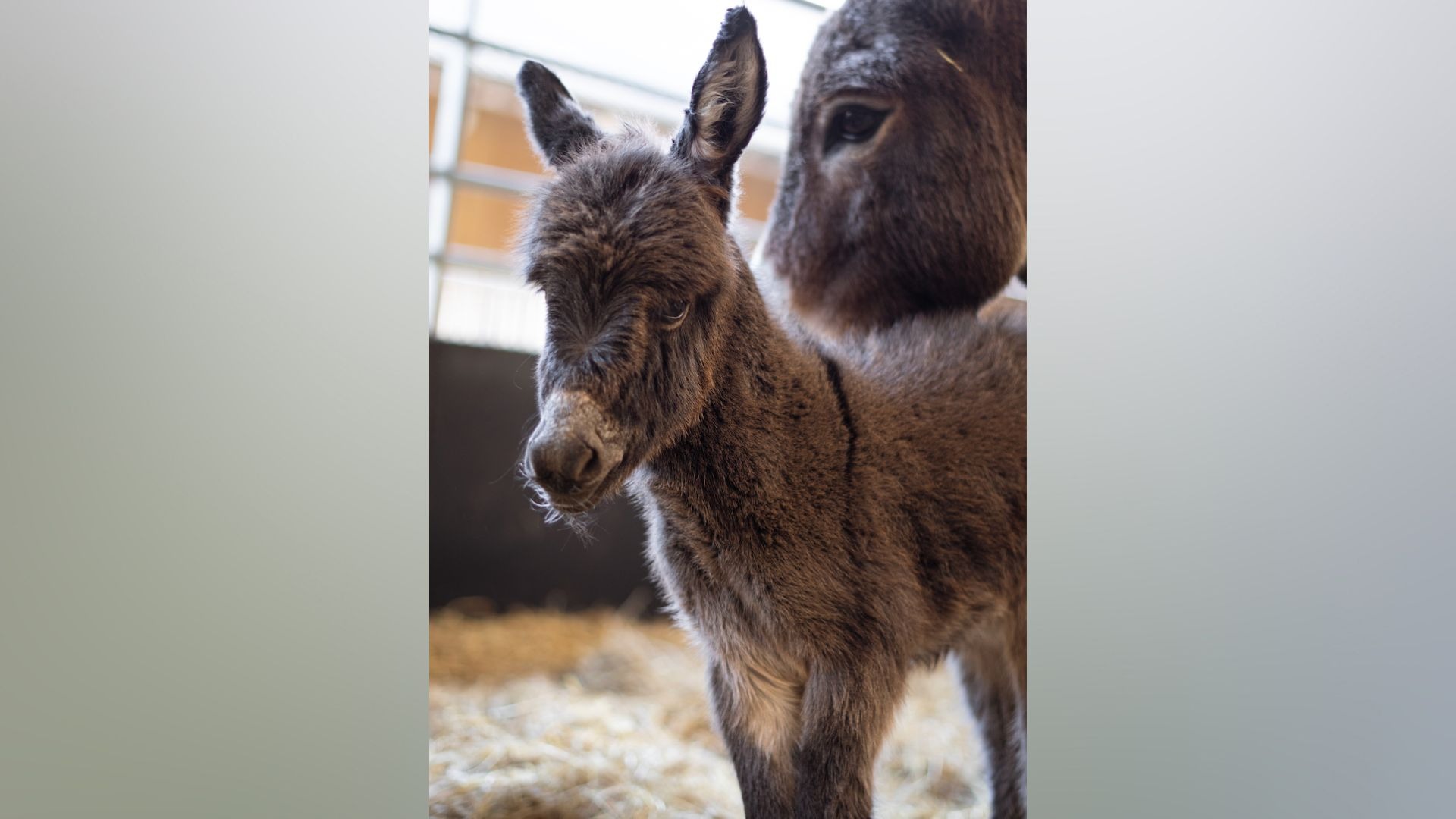 Rare miniature donkey is 'mane' attraction at Cannon Hall farm in ...