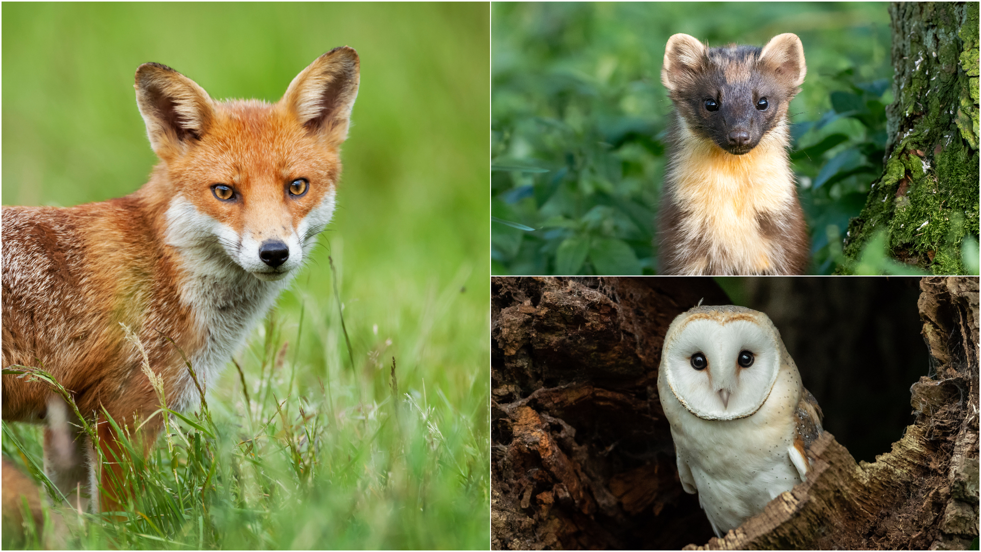 The animals that could replace historical figures such as Winston ...