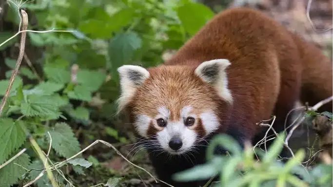 Red Panda Competition Two Endangered Red Pandas Born At Paignton Zoo