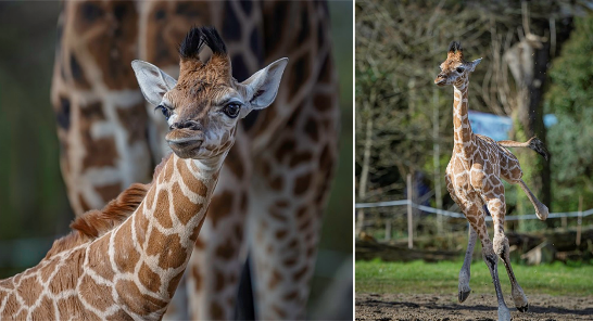 Two week old giraffe 'a real joy to watch' as she takes on her first ...