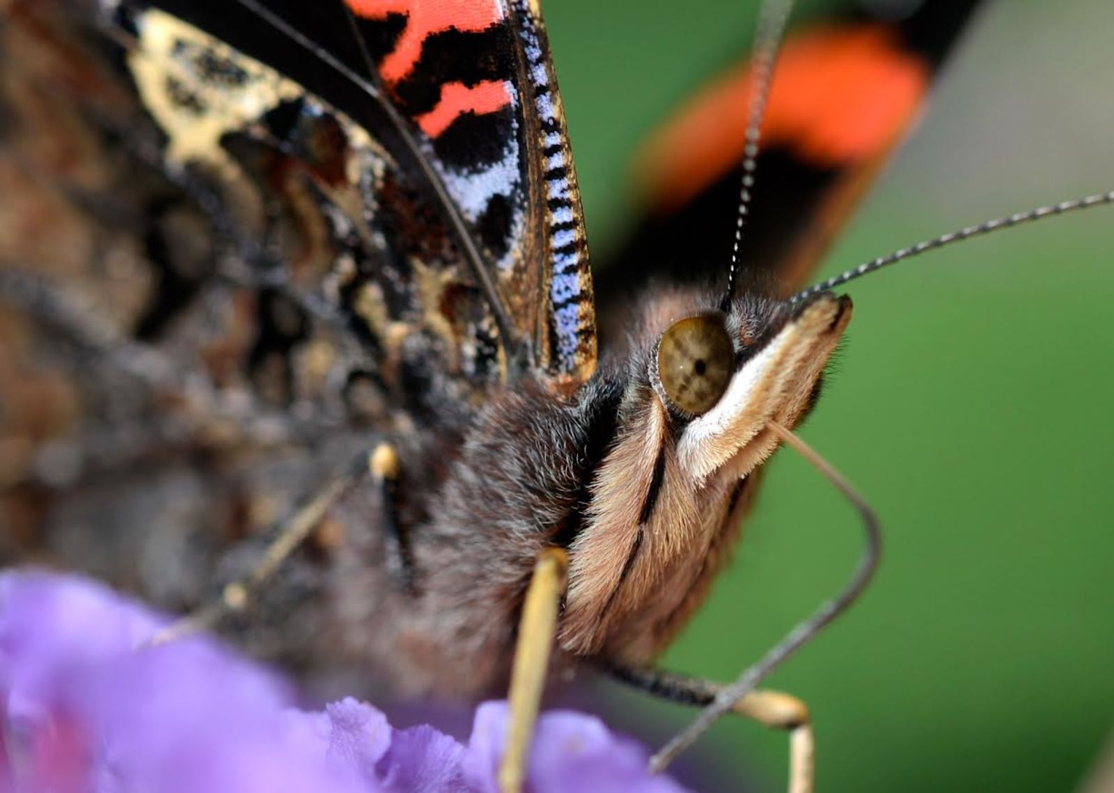 Will You Take Part In This Years Big Butterfly Count Itv News Meridian