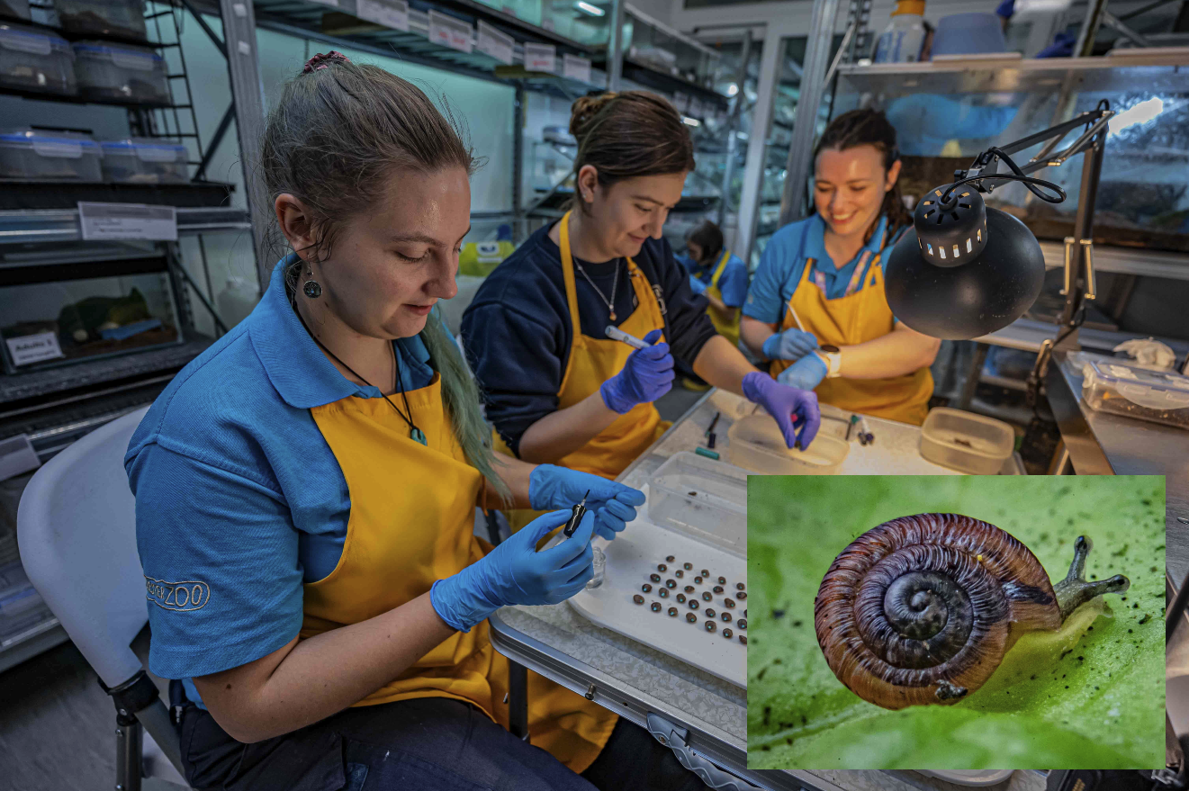 More than 1,300 snails returned to the wild as Chester Zoo ...