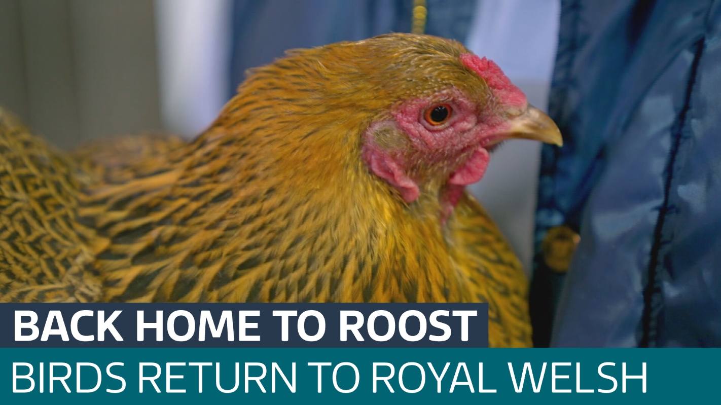 Poultry returns to the Royal Welsh Show for first time in five years ...