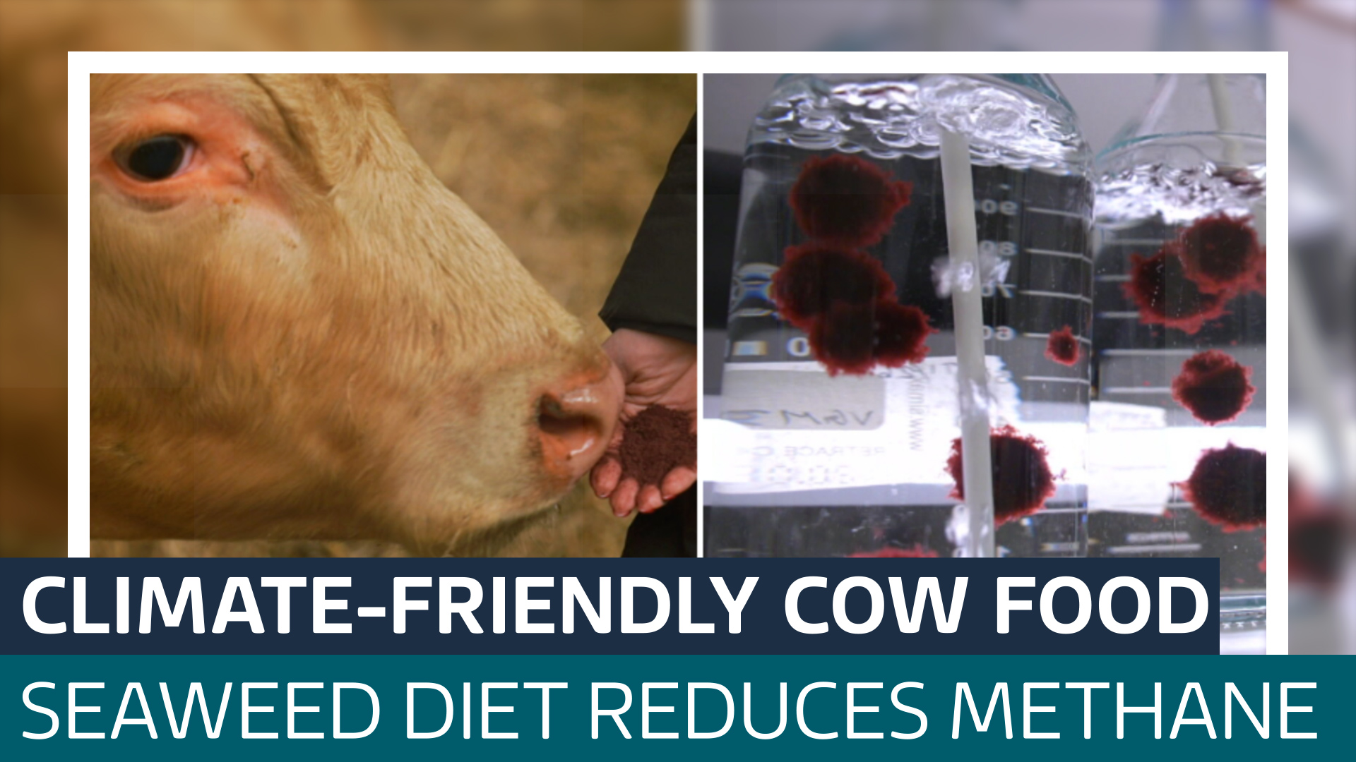 Scientists in Sweden feeding cows seaweed in bid to cut greenhouse ...