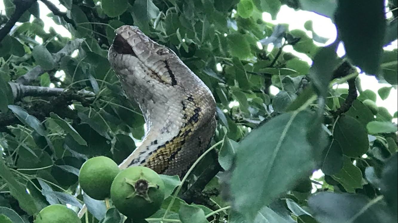 ‘It was like the Jungle Book!’ - 10ft python rescued from tree in ...