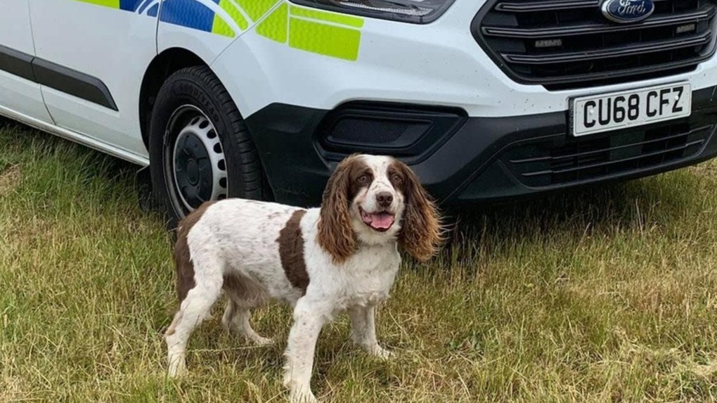 Police dog Dash retires after more than a decade on the beat with Dyfed ...