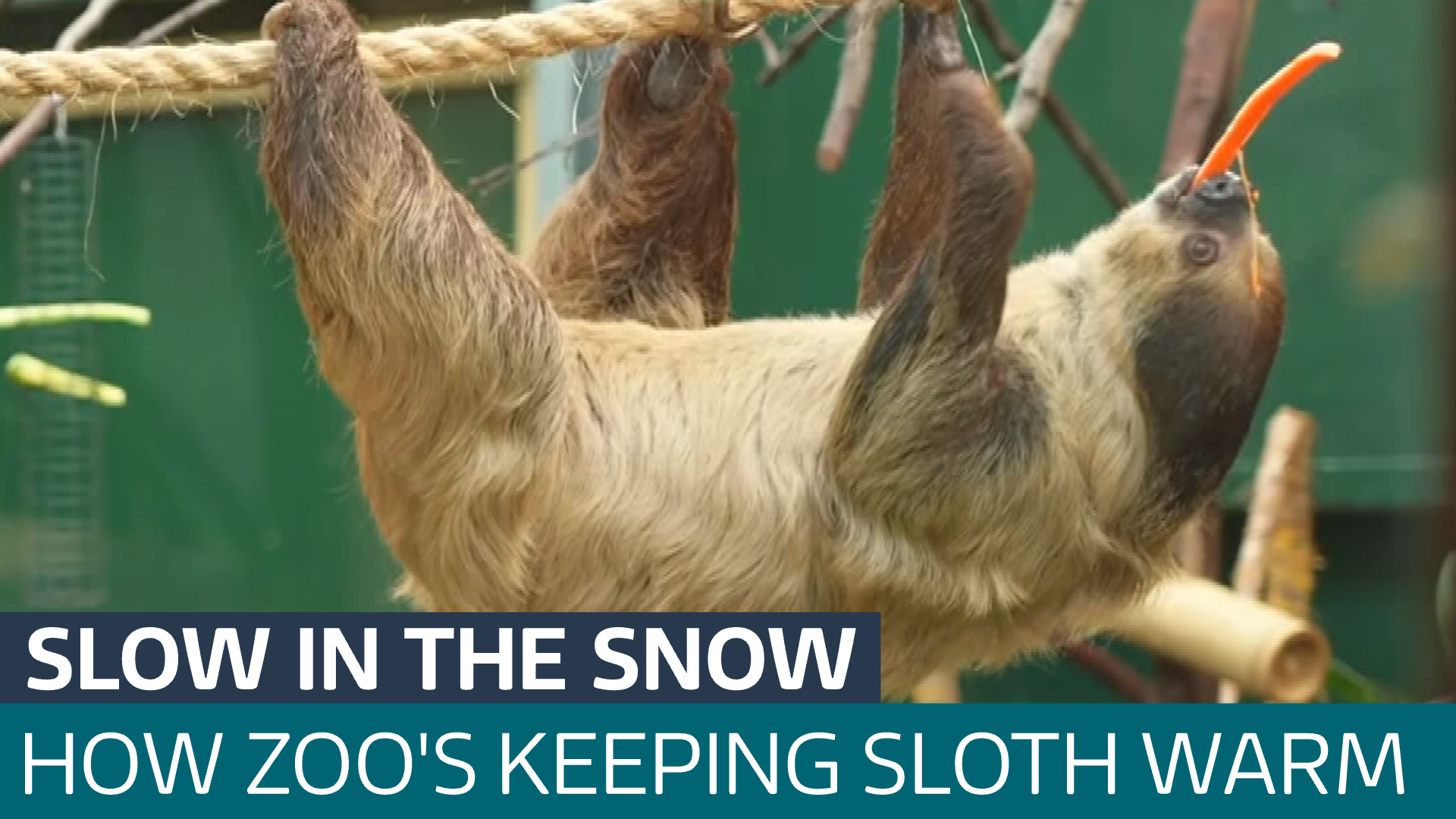Find out how Northumberland Zoo is keeping its new resident sloth warm ...