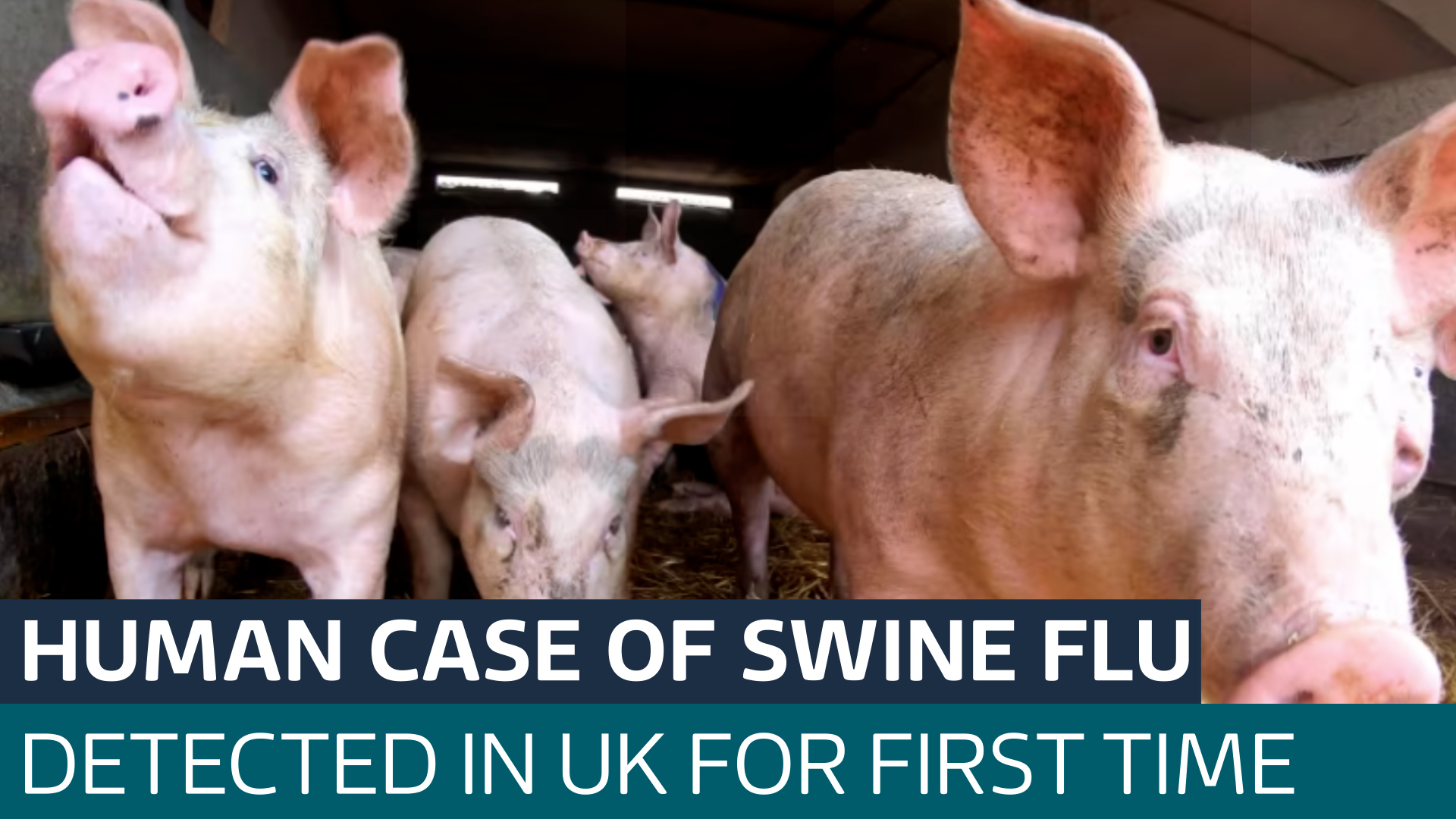 First human case of H1N2 swine flu is detected in UK - how worried ...