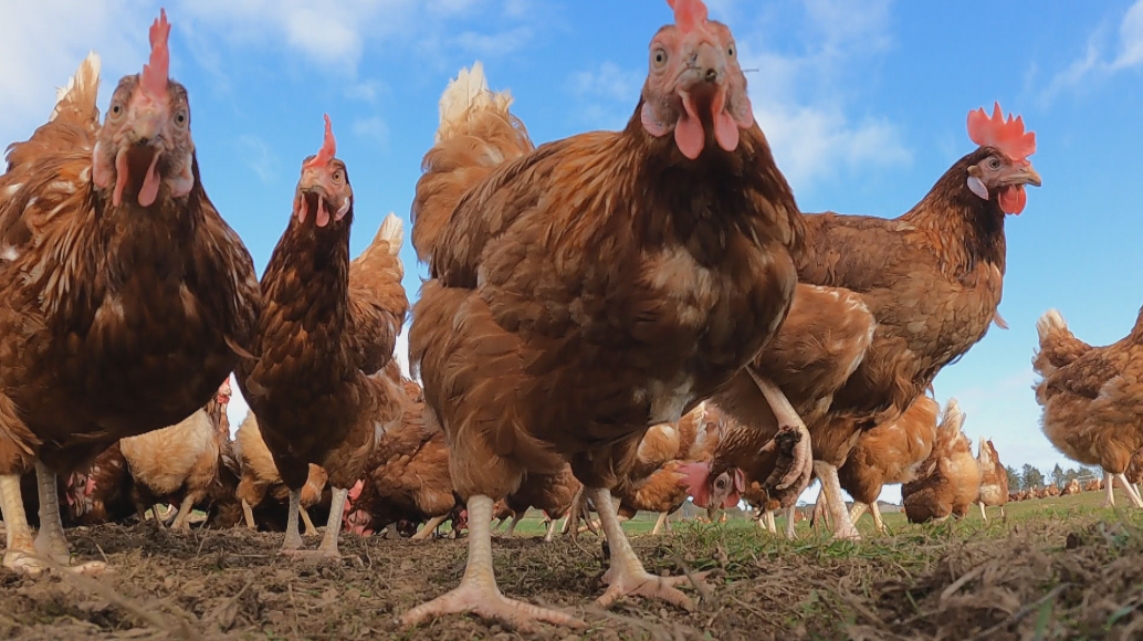 Joy for free-range farms as chickens are released from bird flu ...