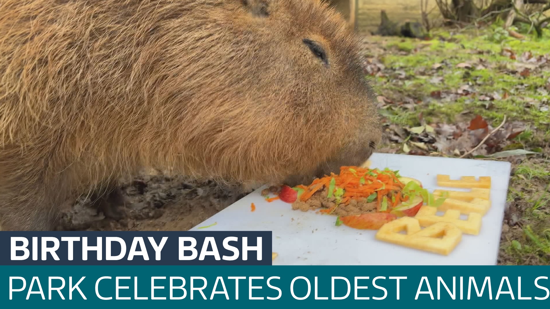 Birthday celebrations for two of Cotswold Wildlife Park's oldest ...