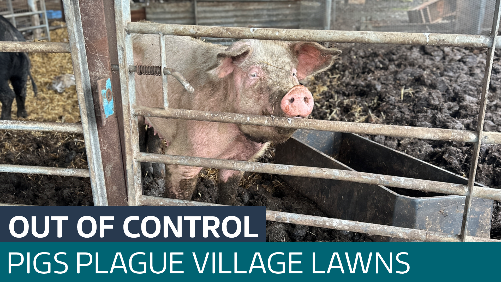 Rising tensions in village after runaway pigs rampage through gardens ...