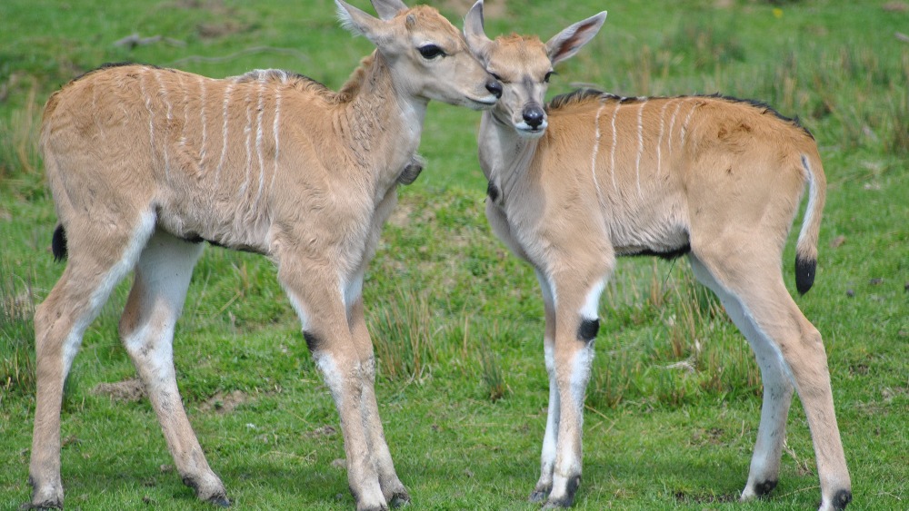 Calves settle into new home | ITV News Meridian