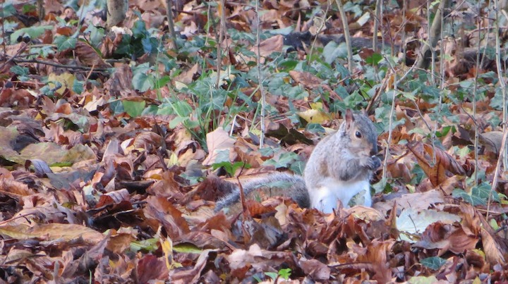 Sunday through the Border region - wet and windy | ITV News Border