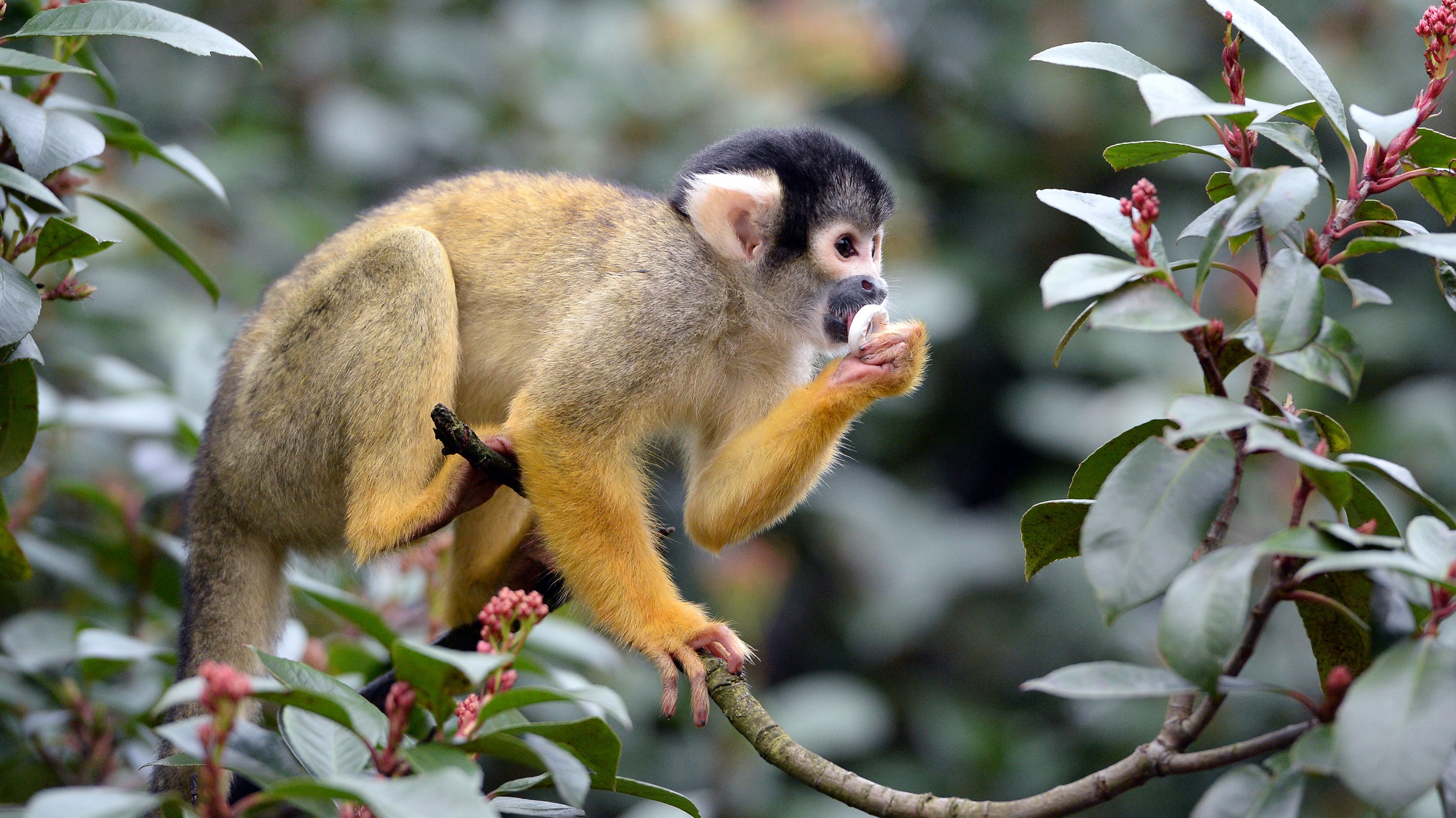 Animals stand up to be counted at London Zoo's annual stocktake | ITV ...