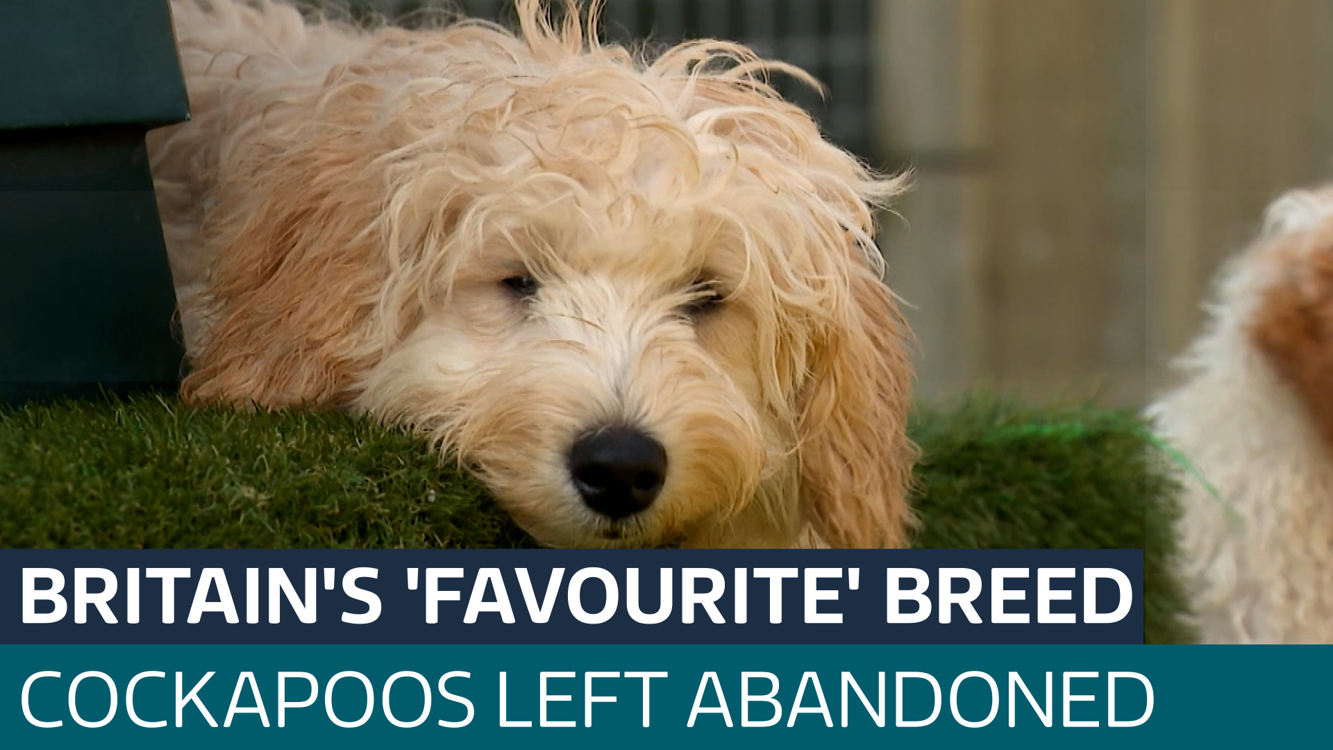 How one of Britain's most loved pooches fell out of favour - Latest ...