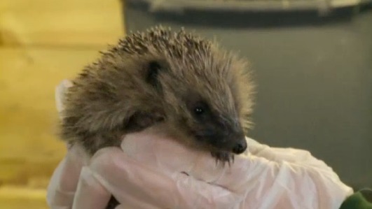 Winging it: Wildlife sanctuary nursing storm-battered animals back to ...