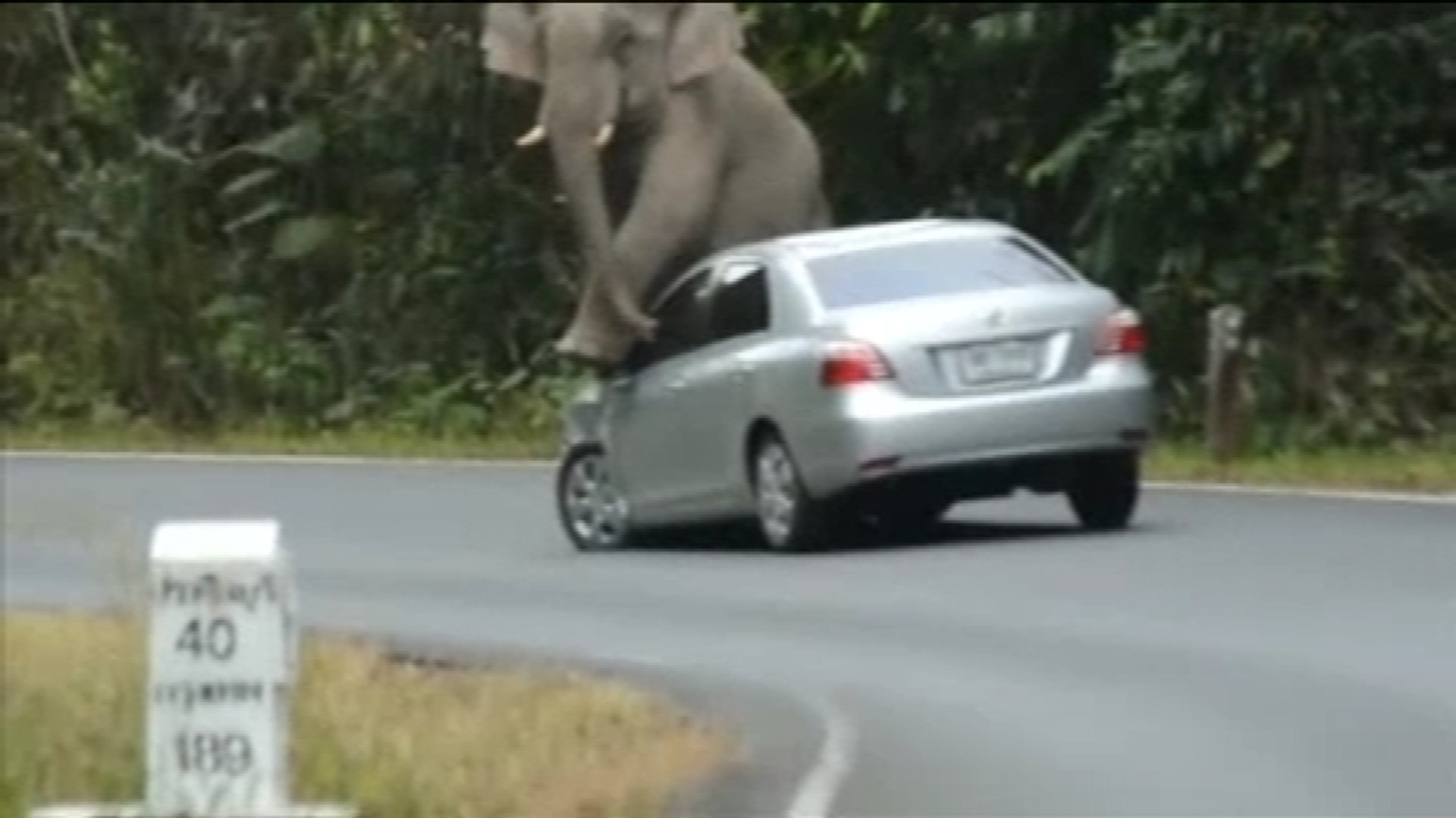 Cars trashed as wild elephant goes on the rampage in Thai national park ...