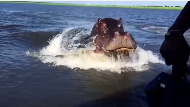 Video shows giant hippo charge tourist boat in Botswana | ITV News
