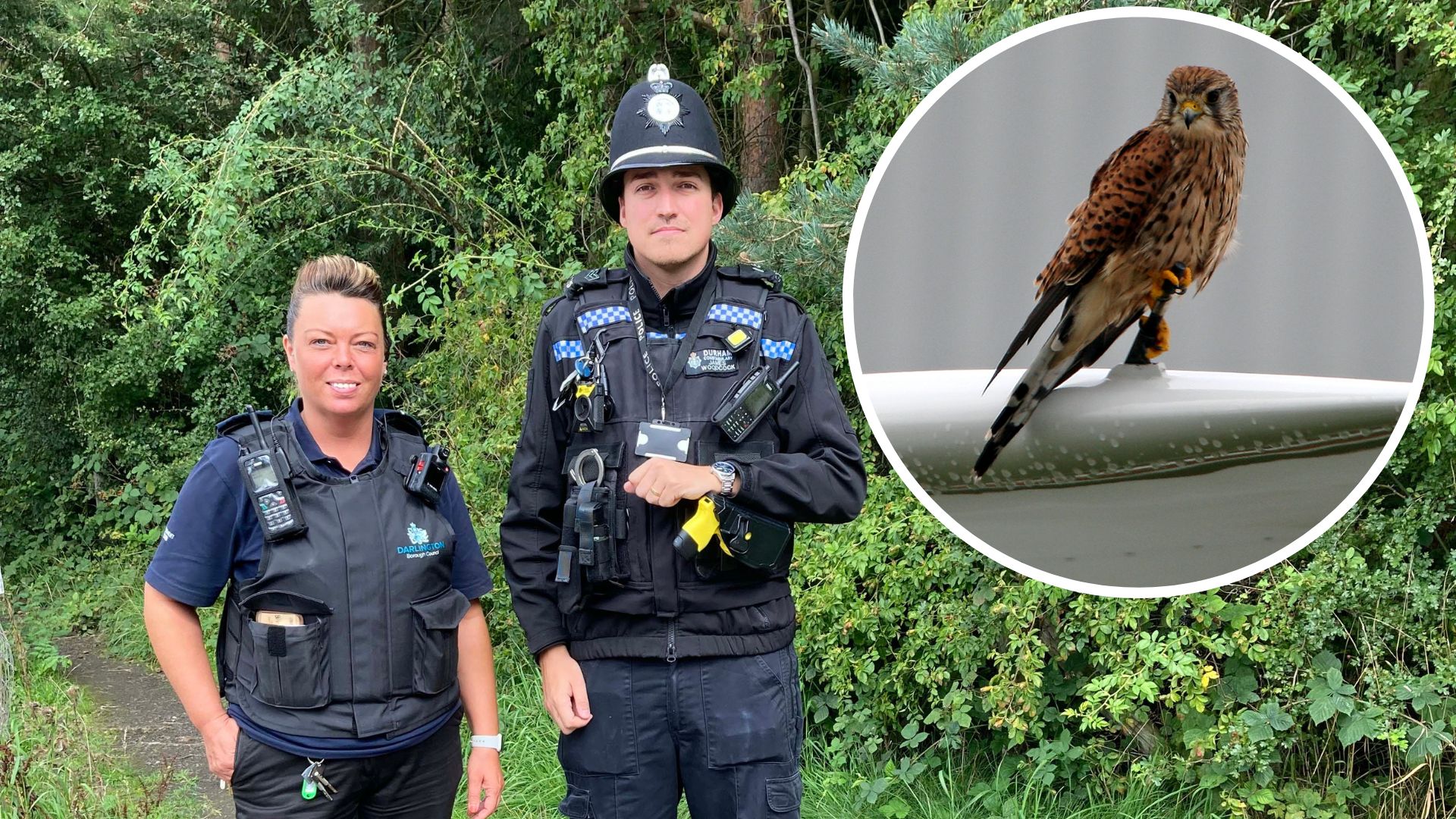 Protected sparrow hawk shot and killed in Darlington's Geneva Wood ...