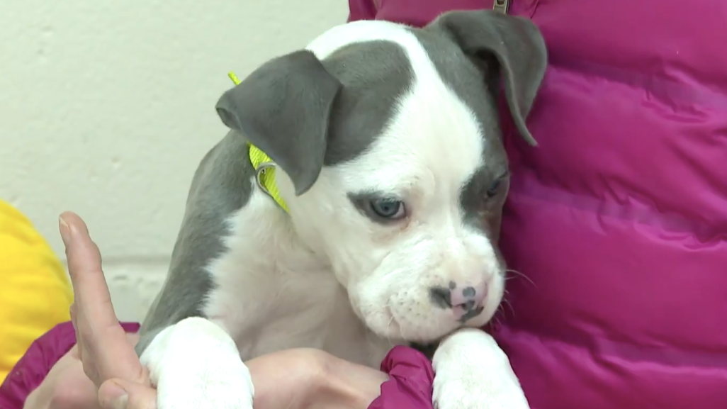 Birmingham Dogs Home reports huge surge in abandoned dogs | ITV News ...